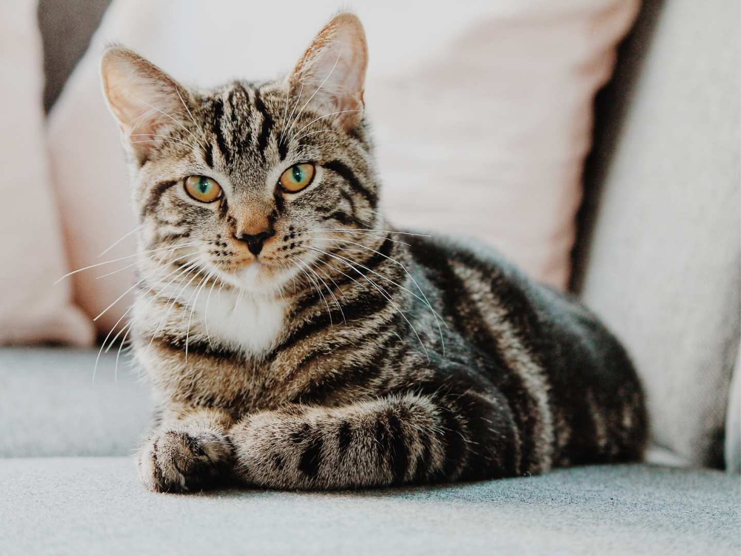 Bagi Pencinta Kucing, Bisa Main sama Kucing di Jepang Adalah Privilese ...