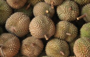 Tok Dalang, Crazy Rich Kampung Durian Runtuh yang Serbabisa