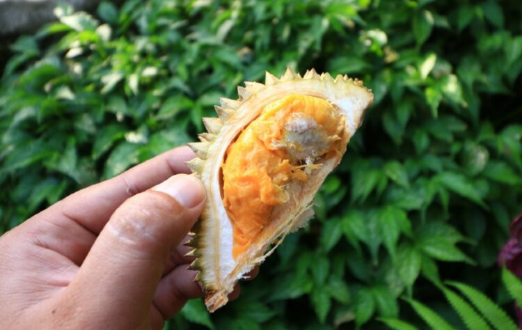 5 Kampung Durian Runtuh ala Upin & Ipin yang Ada di Banyuwangi