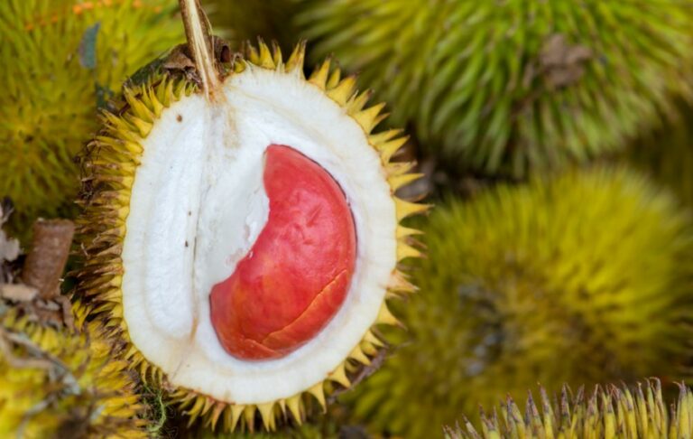 5 Kampung Durian Runtuh ala Upin & Ipin yang Ada di Banyuwangi