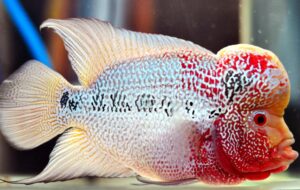 Tutorial Memelihara Ikan Louhan untuk Pemula