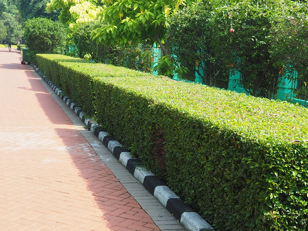 Tanaman Teh-tehan: Pagar Rumah khas Masyarakat Pedesaan yang Kian ...