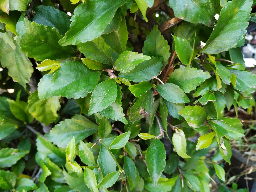 Tanaman Teh-tehan: Pagar Rumah khas Masyarakat Pedesaan yang Kian ...