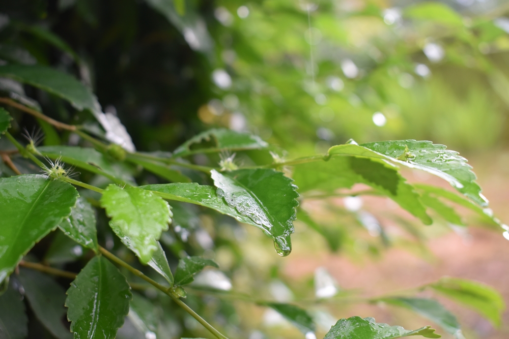 Tanaman Teh-tehan: Pagar Rumah khas Masyarakat Pedesaan yang Kian ...