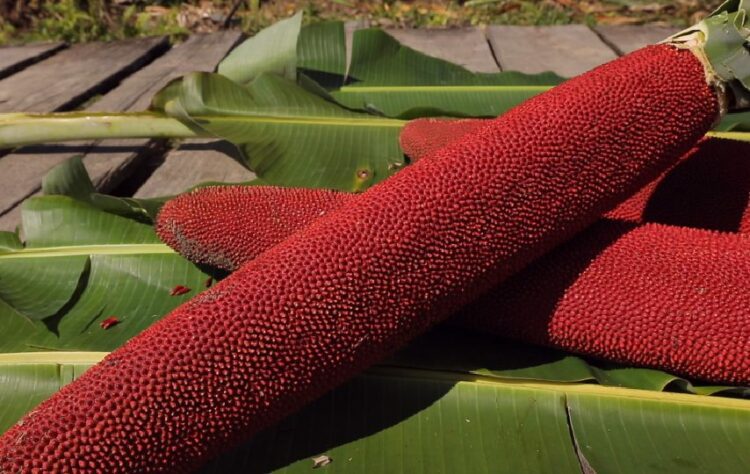 Papua dan 7 Fakta Unik yang Saya Temukan di Sana