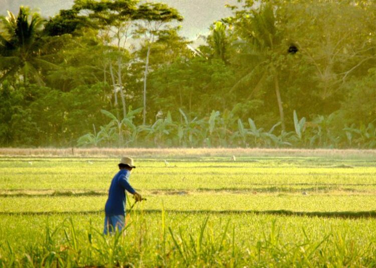 Sisi Gelap Tinggal di Kecamatan Moyudan Sleman