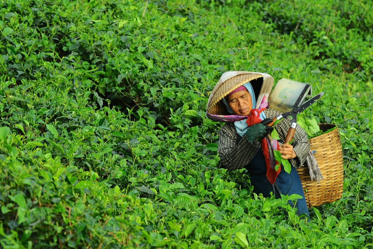 Slawi, Kota Teh yang Tidak Punya Kebun Teh