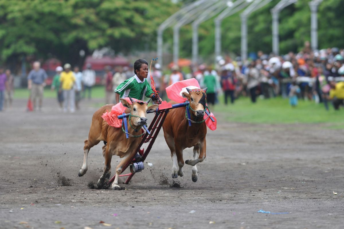 Ganding Sumenep Madura Rawan Maling tapi Punya Kelebihan