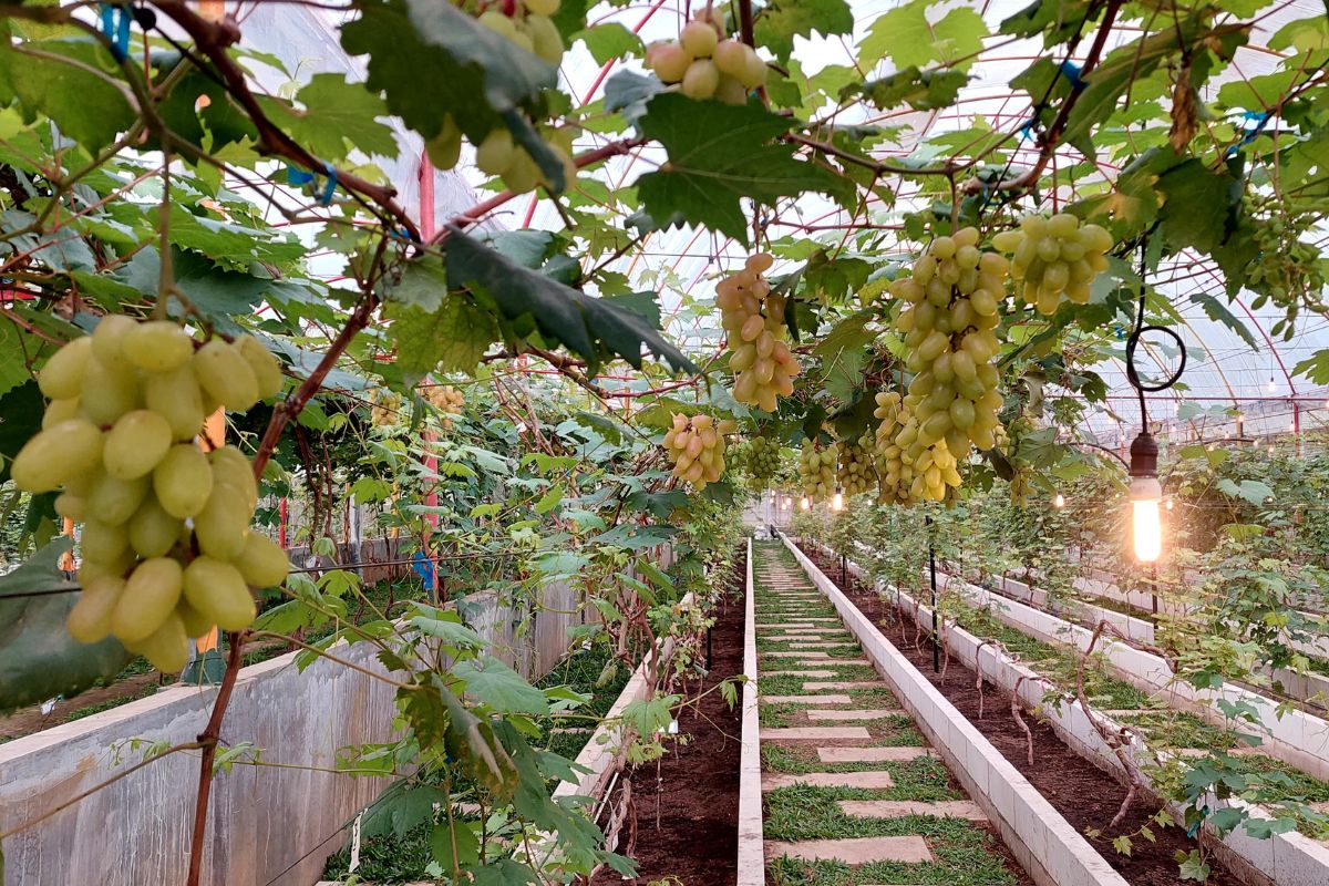 Gamma Grape Experience Malang, Pengunjungnya Ngeyel-ngeyel