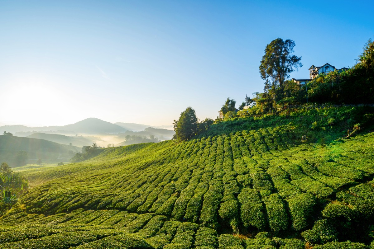 Ngawi Menyimpan Surga Dunia Bernama Kebun Teh Jamus