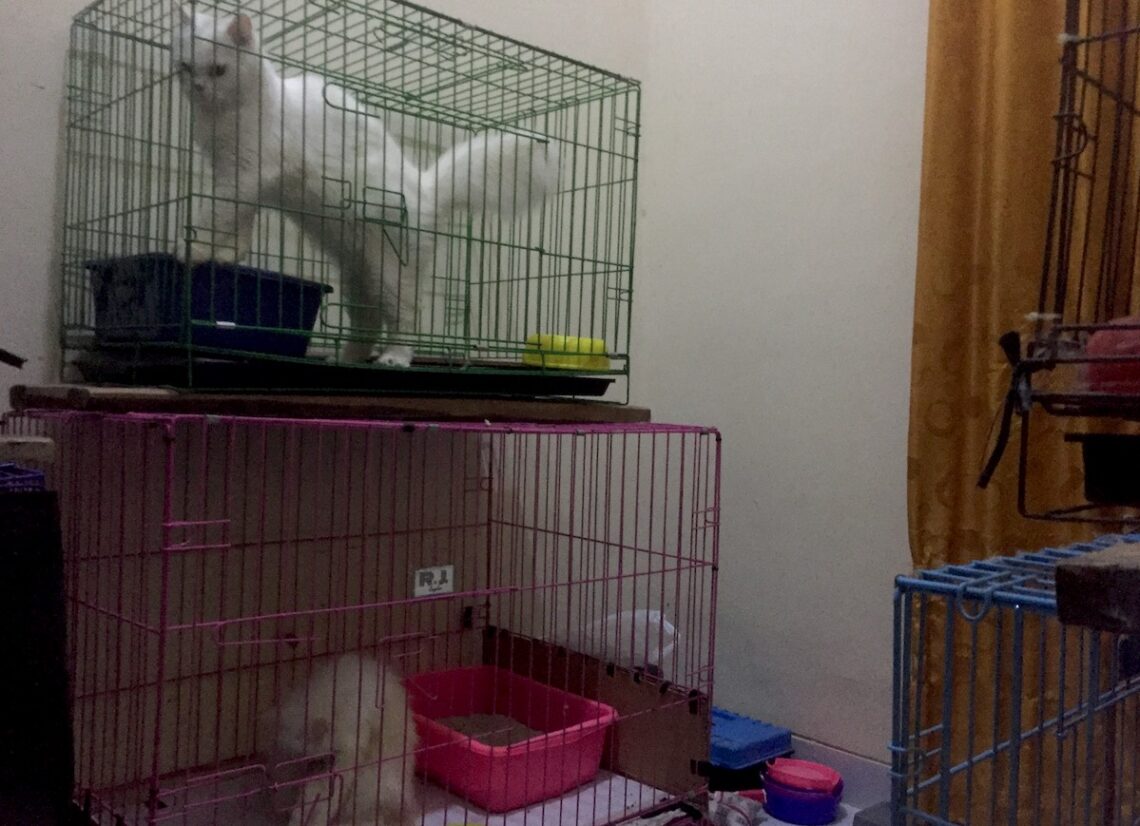 Pacak Kucing: Bisnis Jasa Menuntaskan Berahi Anabul