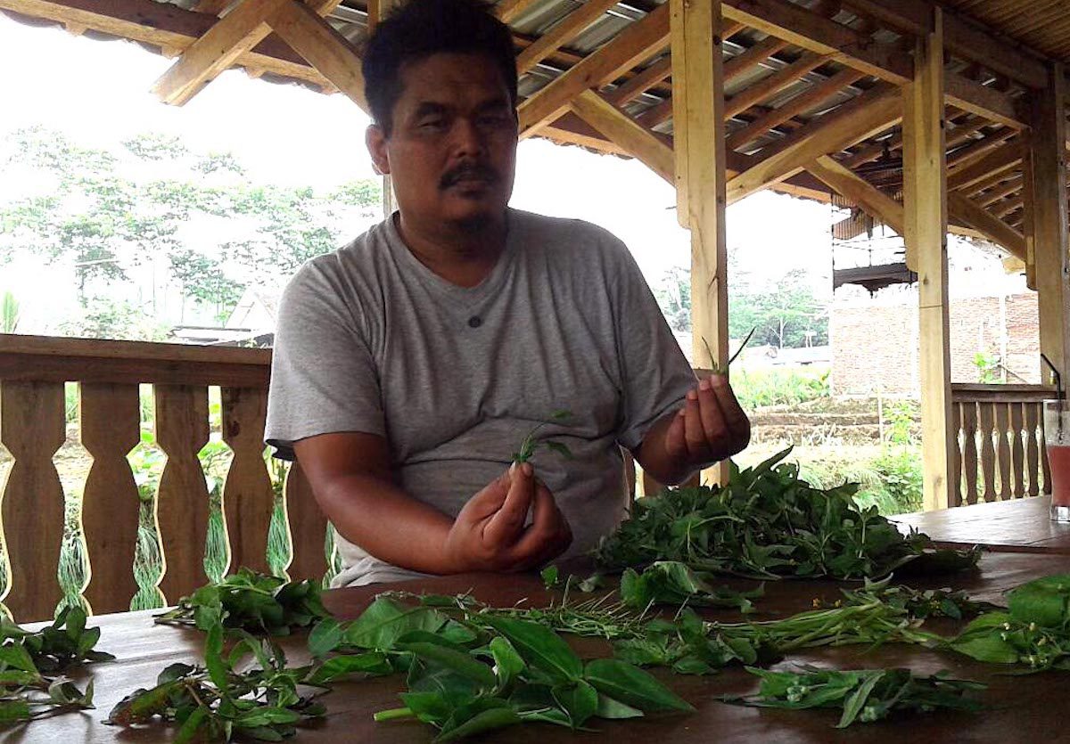 Rontak-rantek, Menu dari 15 Rumput Liar di Baturaden yang Membuat Bule ...