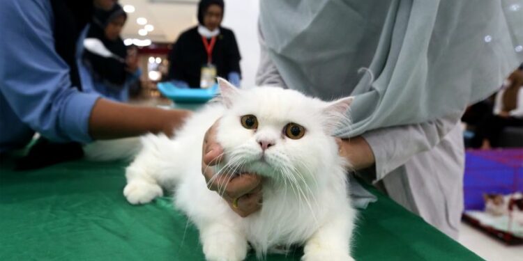 100+ Nama Kucing Khas Indonesia Rekomendasi Netizen yang Budiman - Mojok.co