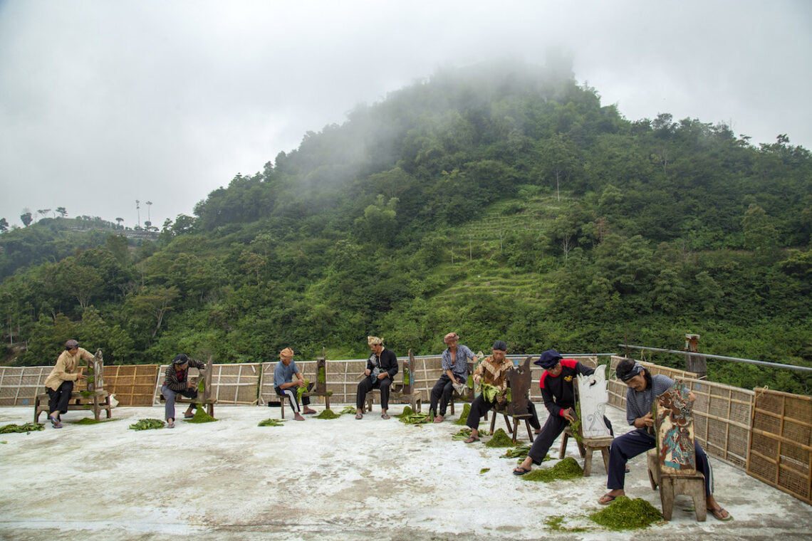 Misteri di Desa Petarangan dan Pertarungan Ayam Melawan Ular