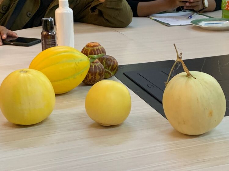 Melon Mini Seukuran Buah Apel Dikembangkan oleh Dosen UGM