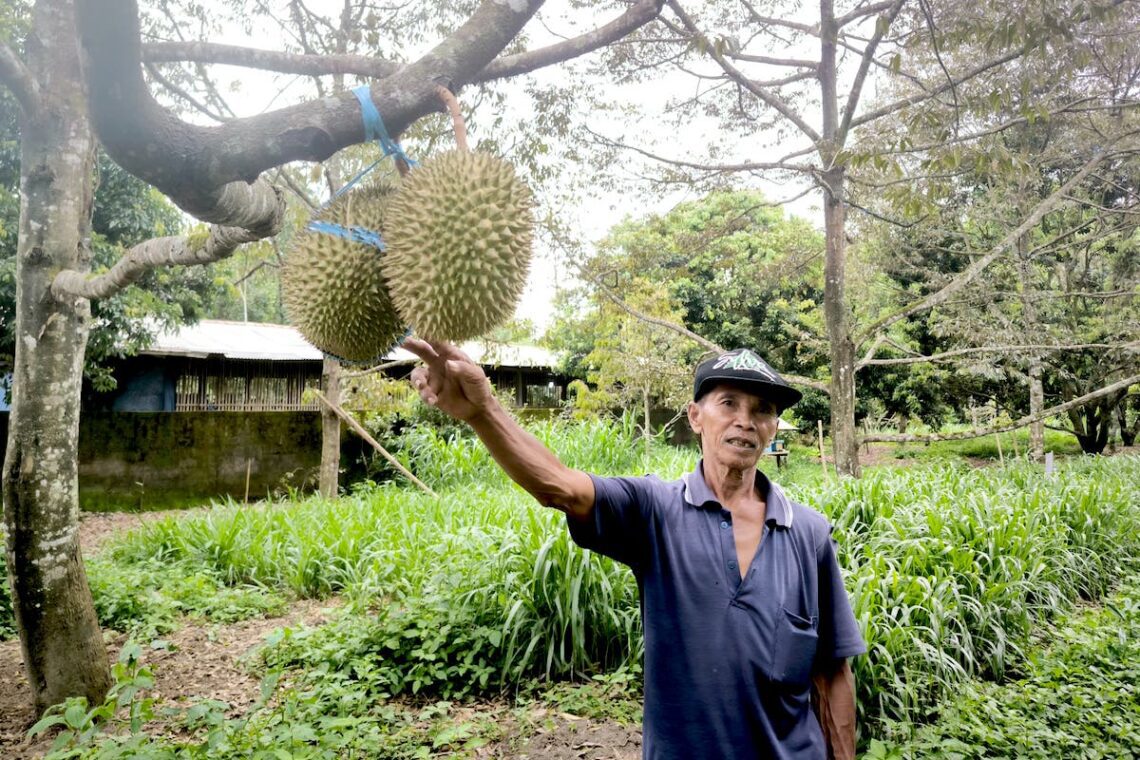 Menikmati Durian Murah di Hidden Gem Kebun Durian di Jogja