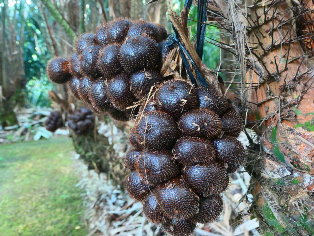 Salak Banjarnegara Cuma Laku Rp300 Per Kilo, Petani Menjerit!