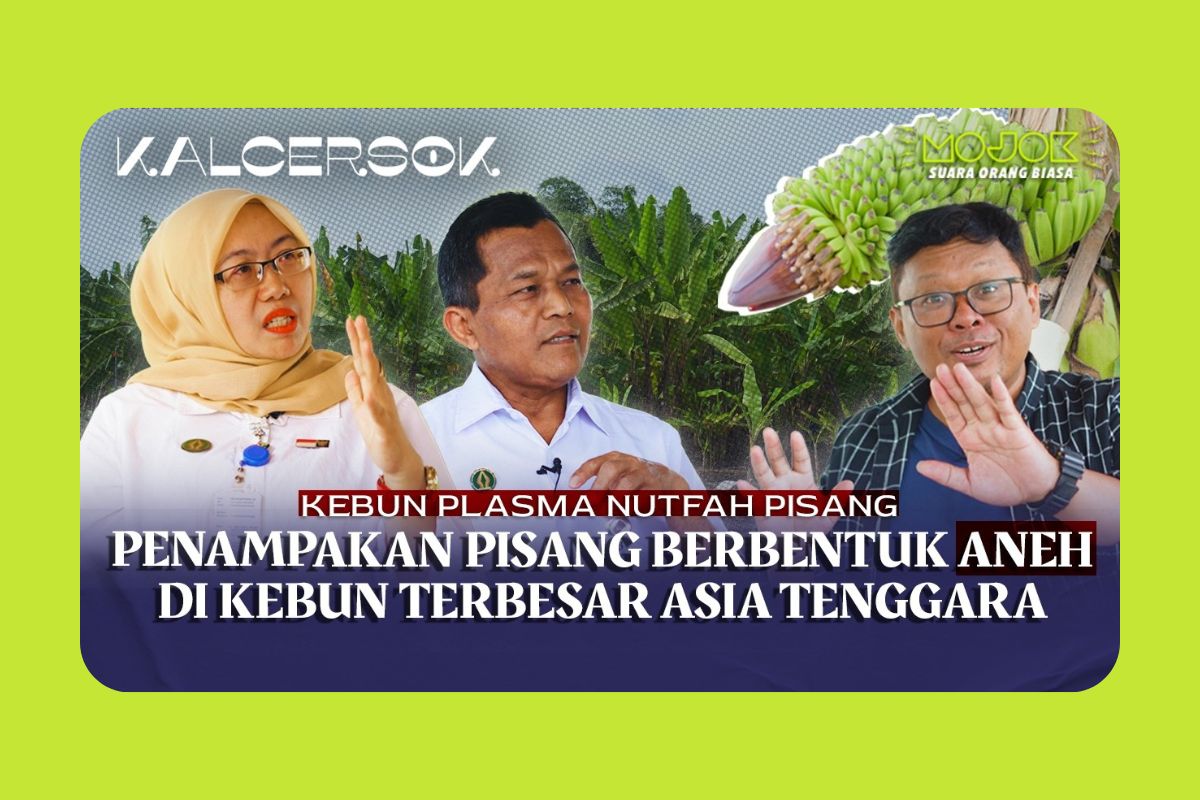 Kebun Plasma Nutfah Pisang di Jogja, Terbesar di Asia Tenggara