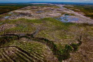 Hutan Papua Hancur Akibat Pembukaan Lahan Tebu dan Sawah